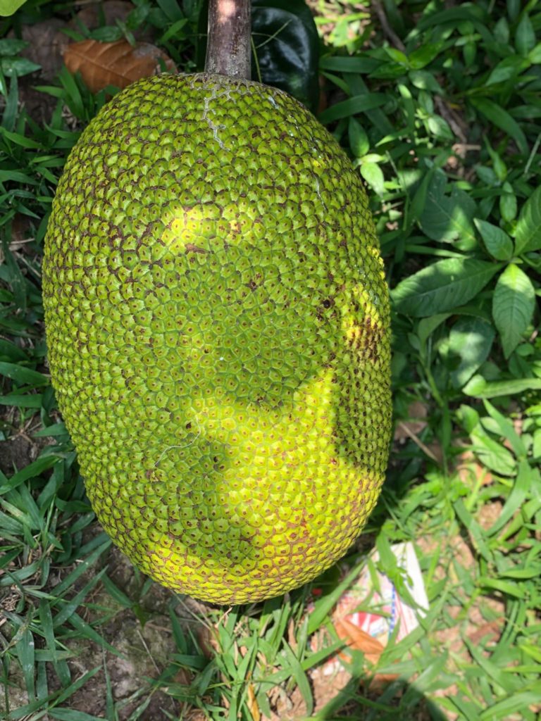 Mít Thái da xanh trồng tại Tiền Giang múi giòn ngọt, thơm nức mũi